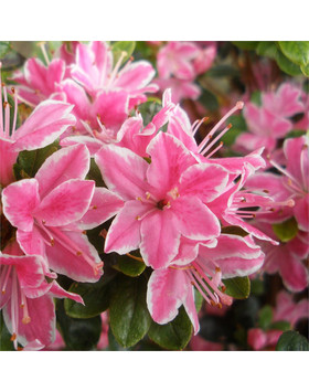 Örökzöld cserjék a Megyeri kertészetből!