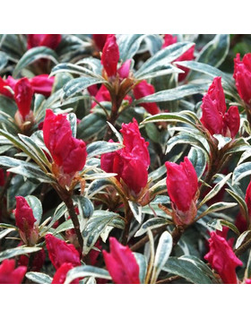 Örökzöld cserjék a Megyeri kertészetből!