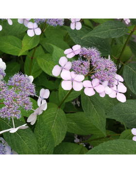 Hortenzia fajták kaphatók a Megyeri kertészetben