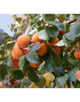 Datolyaszilva vásárlás a Megyeri kertészetben!