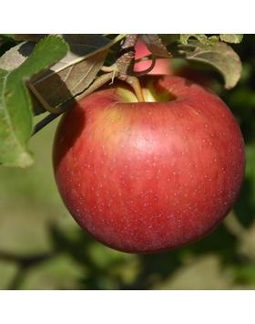 Almafa fajták széles választéka kertészetemben!
