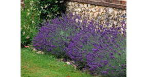 Angol levendula, lavandin ismertető