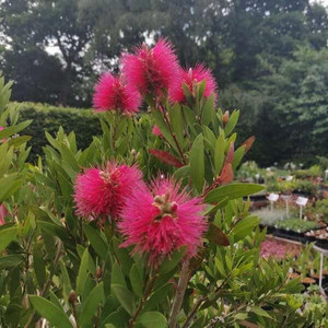 Callistemon viminalis 'Inferno' – Kefevirág