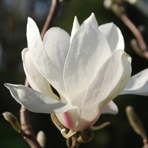 Magnolia 'Emma Cook' – Liliomfa