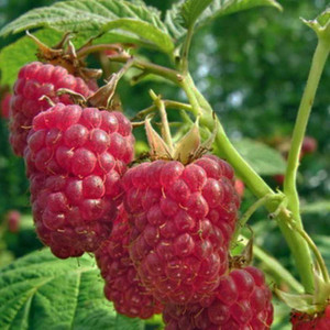 Rubus idaeus 'Polka' – Folytontermő málna