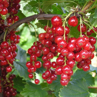 Ribizli fajták kaphatók kertészetemben