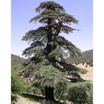 Cédrus fajták kaphatók kertészetemben!