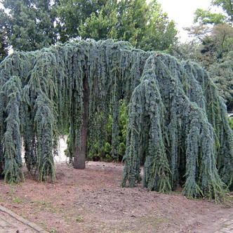 Cédrus fajták kaphatók kertészetemben!