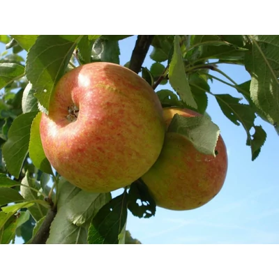 'Benoni' almafa (konténeres) – M26 alanyon