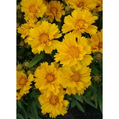 Coreopsis grandiflora 'Illico' - Menyecskeszem