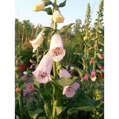 Digitalis purpurea 'Alba' - Pettyegetett fehér gyűszűvirág