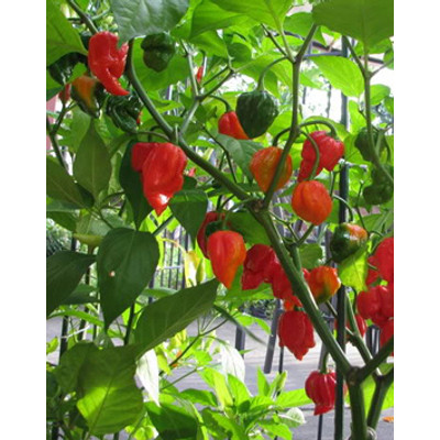 Capsicum chili 'Trinidad Scorpion' - Skorpió chili (extrém csípős)