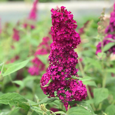 Buddleia davidii 'Funky Fuchsia' – Nyáriorgona