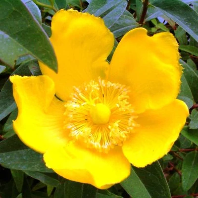 Hypericum dummeri 'Peter Dummer' – Orbáncfű