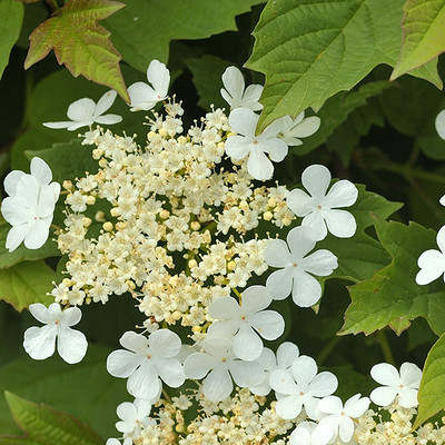 Viburnum opulus 'Nanum' – Labdarózsa