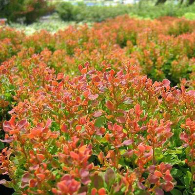 Berberis thunbergii 'Golden Ruby' – Japán borbolya