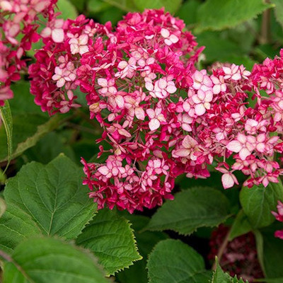 Hydrangea arborescens 'Ruby Annabelle' – Cserjés hortenzia