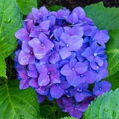 Hydrangea macrophylla 'Blue Ball' – Kerti hortenzia