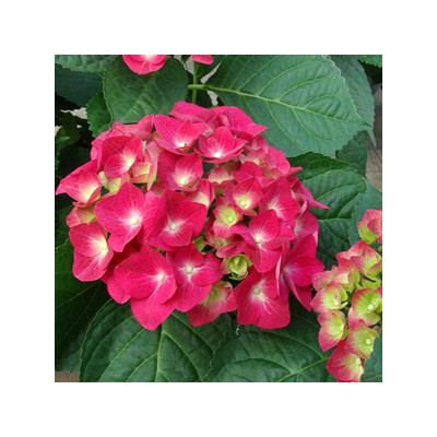 Hydrangea macrophylla 'Doris' – Kerti hortenzia