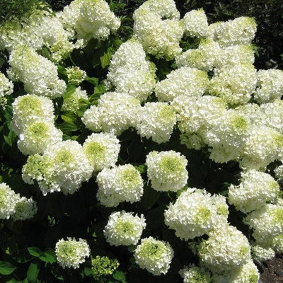 Hydrangea paniculata 'Bombshell' – Bugás hortenzia
