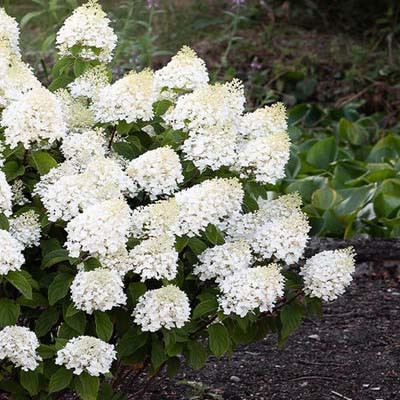 Hydrangea paniculata 'Living Sugar Rush' – Bugás hortenzia