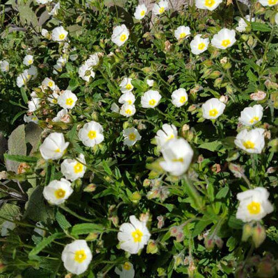 Cistus florentinus – Firenzei szuhar