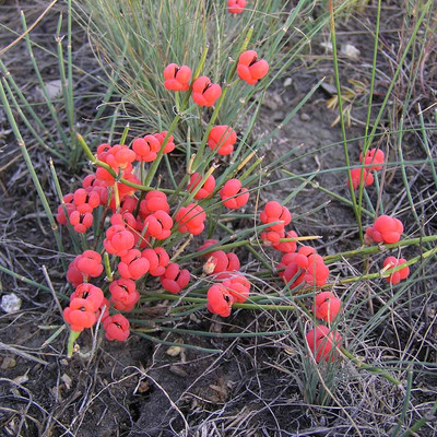 Ephedra distachya – Közönséges csikófark