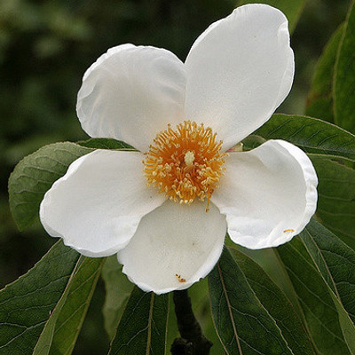 Franklinia alatamaha