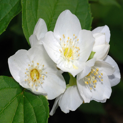 Philadelphus pekinensis – Pekingi jezsámen