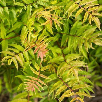 Sorbaria sorbifolia 'Matcha Ball' – Tollas gyöngyvessző