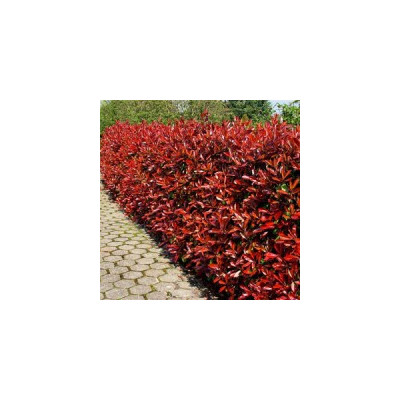 Photinia 'Red Fire' - Korallberkenye