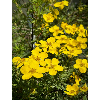 Potentilla fruticosa 'Elizabeth' – Cserjés pimpó