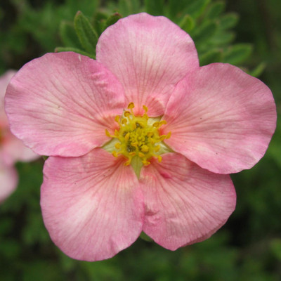 Potentilla fruticosa 'Princess' – Cserjés pimpó