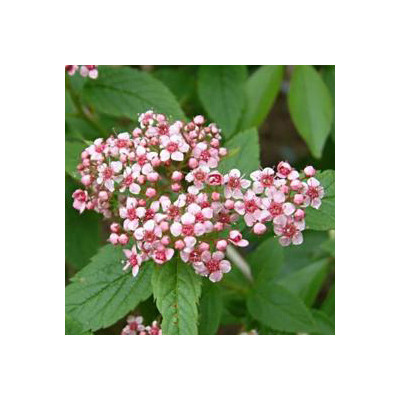 Spiraea bella – Gyöngyvessző