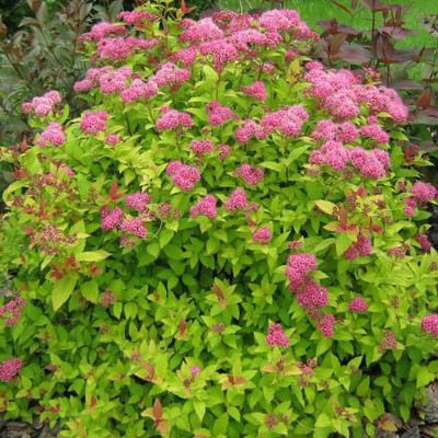 Spiraea japonica 'Candlelight' – Japán gyöngyvessző