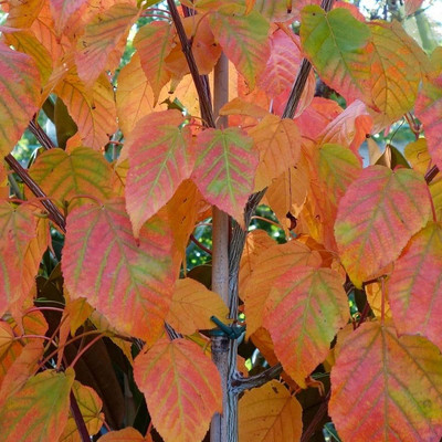 Acer davidii 'Viper' – Közép-kínai juhar
