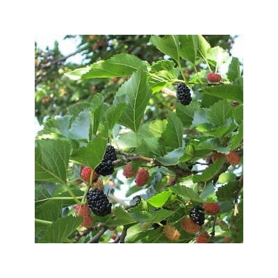 Morus acidosa 'Mulle' – Törpe eperfa