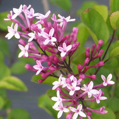 Syringa 'Red Pixie' – Orgona