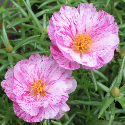 Portulaca grandiflora 'Happy Hour® Peppermint' – Porcsinrózsa (kukacvirág)