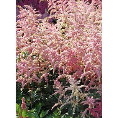 Astilbe x arendsii 'Bressingham Beauty' – Kerti tollbuga