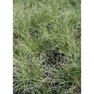 Carex comans 'Amazon Mist' - Sás