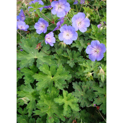 Geranium 'Rozanne' (régi: 'Jolly Bee') – Gólyaorr