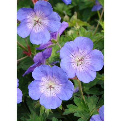 Geranium 'Rozanne' (régi: 'Jolly Bee') – Gólyaorr
