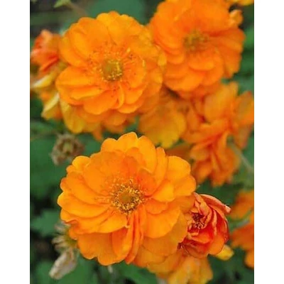 Geum 'Fire Storm' – Gyömbérgyökér