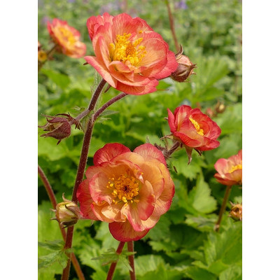 Geum 'Mango Lassi' - Gyömbérgyökér