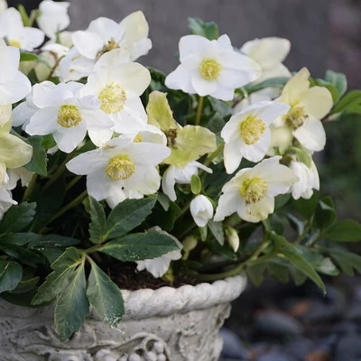 Helleborus niger 'Advent Star Early'® – Fekete hunyor