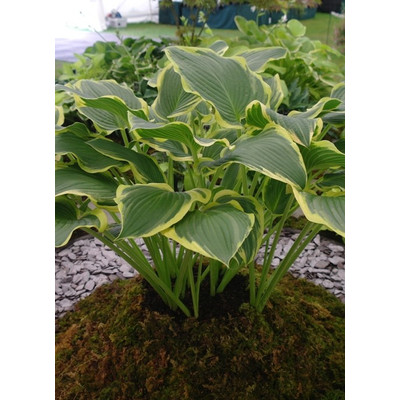 Hosta 'Yellow River' – Árnyékliliom