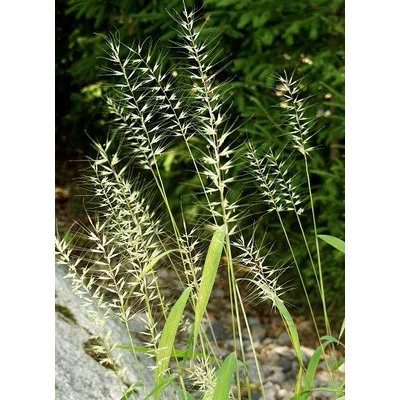 Hystrix patula – Bizarrfű