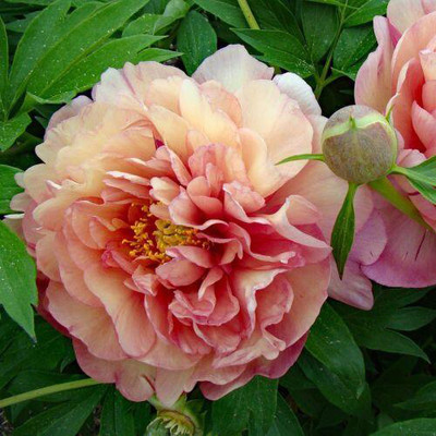 Paeonia x ITOH 'Magical Mystery Tour' – Itoh bazsarózsa