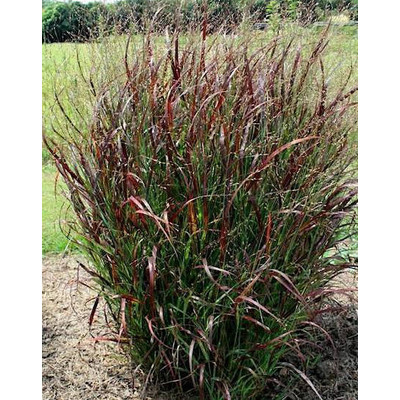Panicum virgatum 'Hot Rod' – Vesszős köles